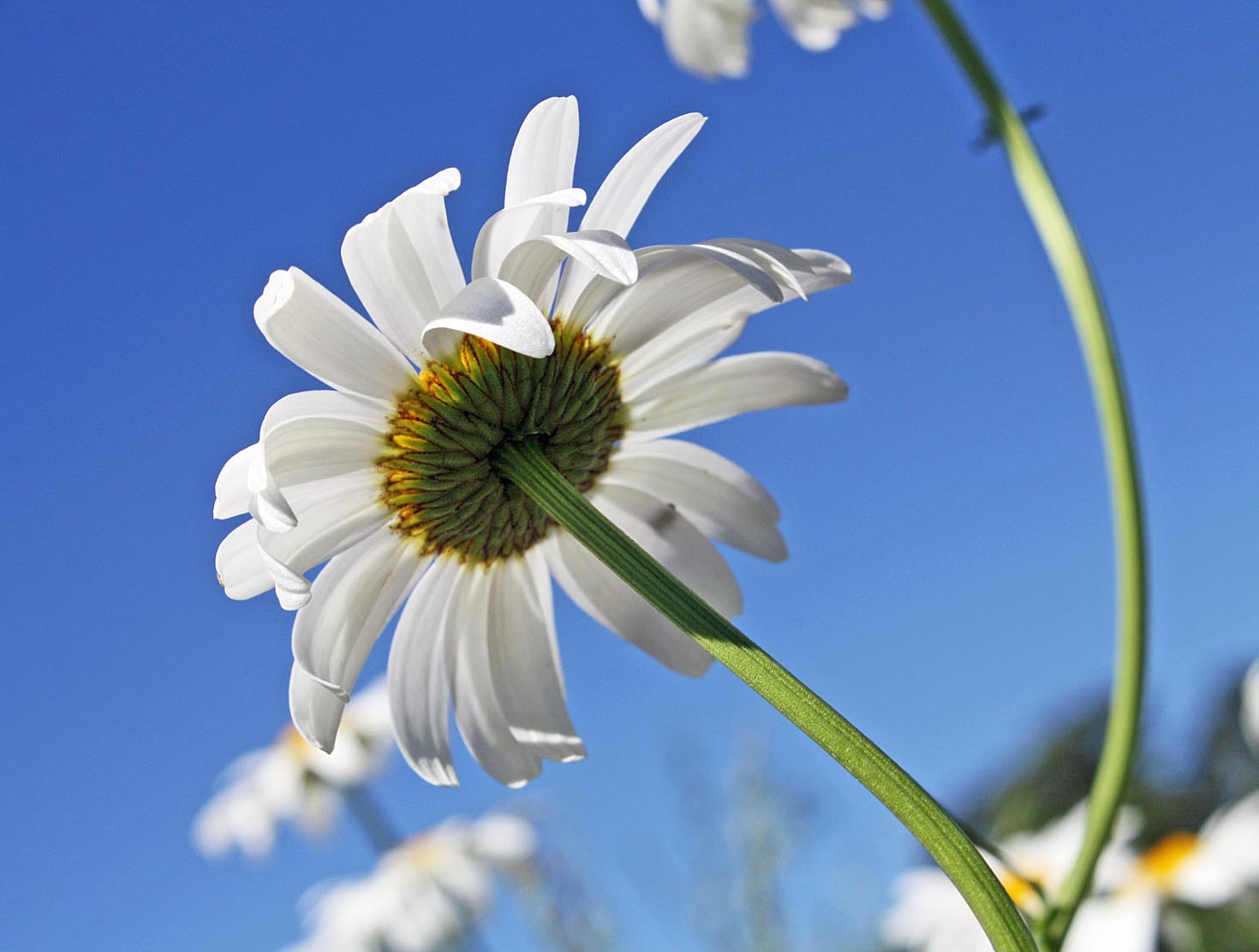 Southern Lagniappe: Roadside Daisies