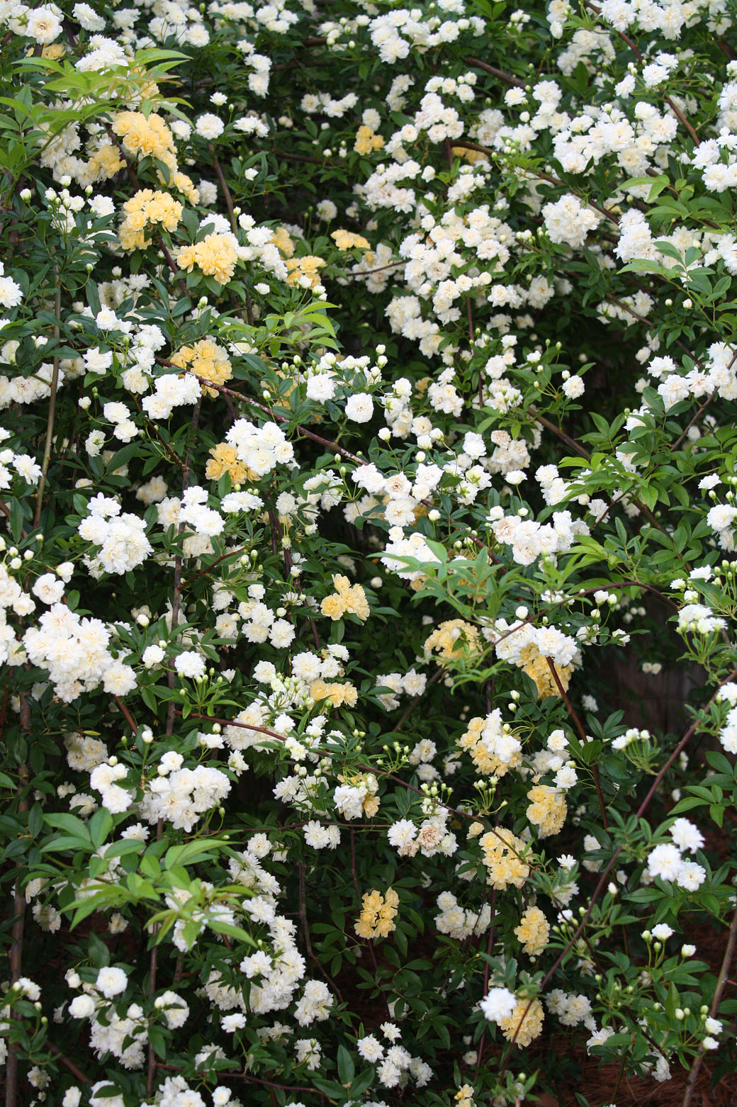 Southern Lagniappe: The Glorious Lady Banks
