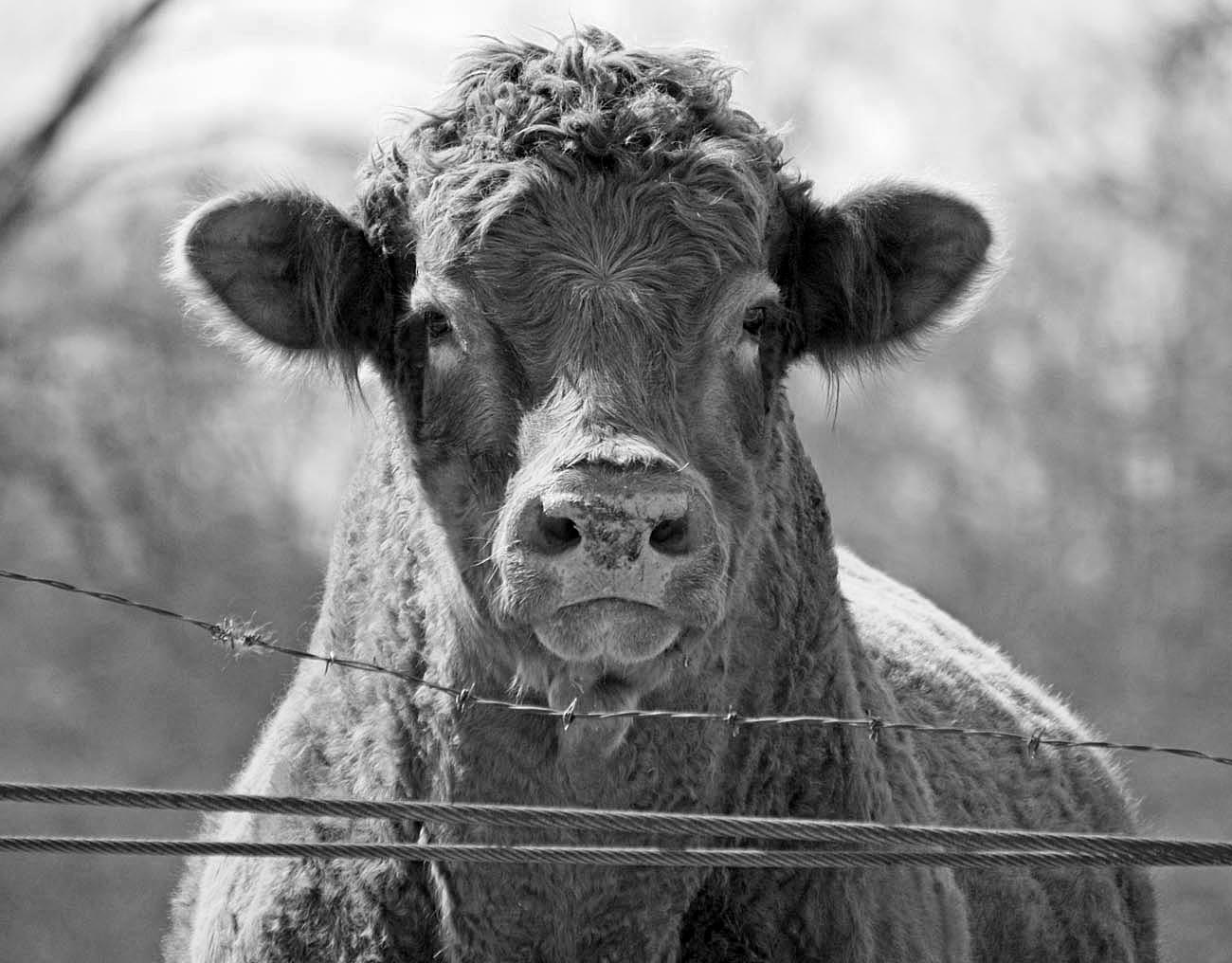 Southern Lagniappe: How Now, Black and White Cow!