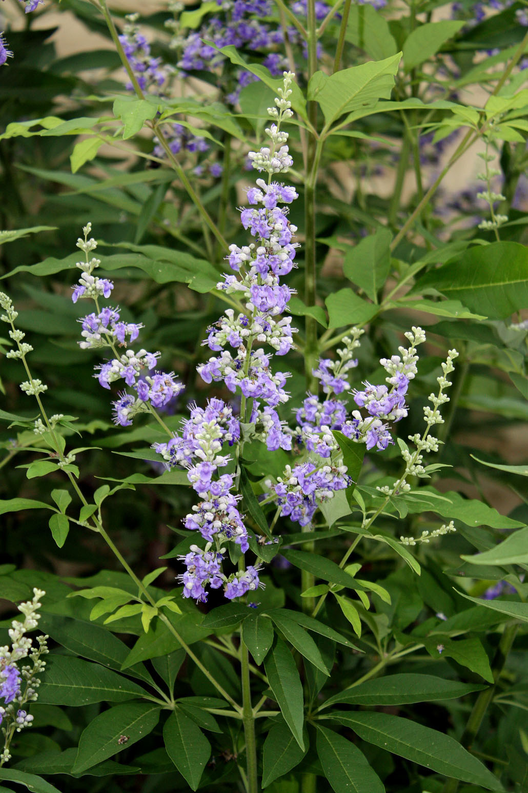 Southern Lagniappe: Lilac Chaste Tree