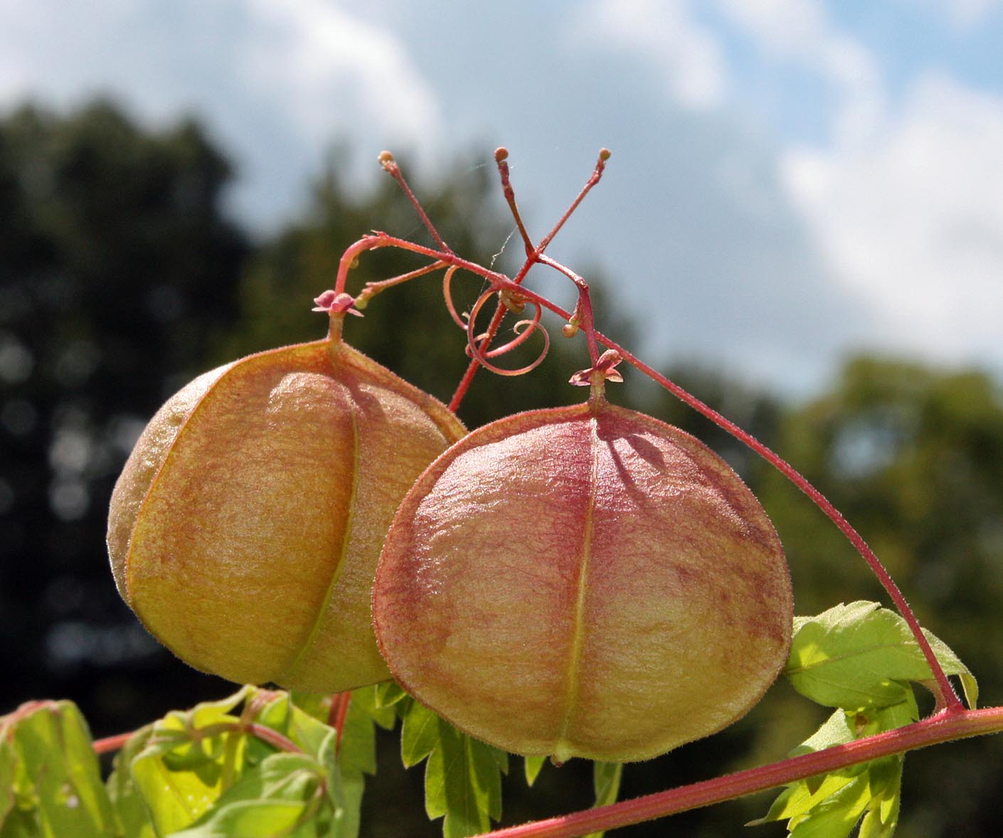 Southern Lagniappe: Balloon Vines