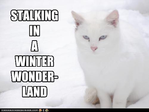 Cheryls Purple Cow - Raising Awareness One Bead At A Time: Caturday is ...