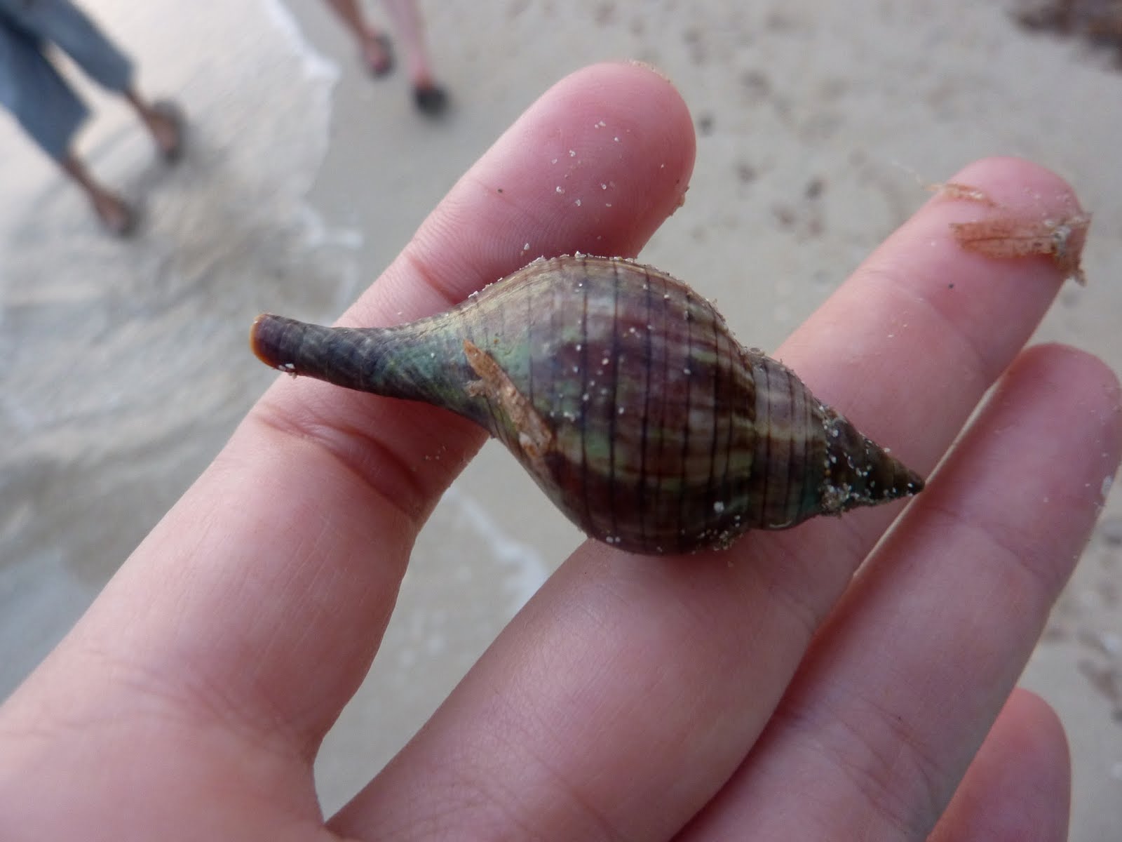 percent: puerto rico: flora and fauna