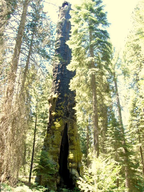 Scene America: Muir Snag tree, the oldest giant sequoia