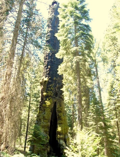 Scene America: Muir Snag tree, the oldest giant sequoia