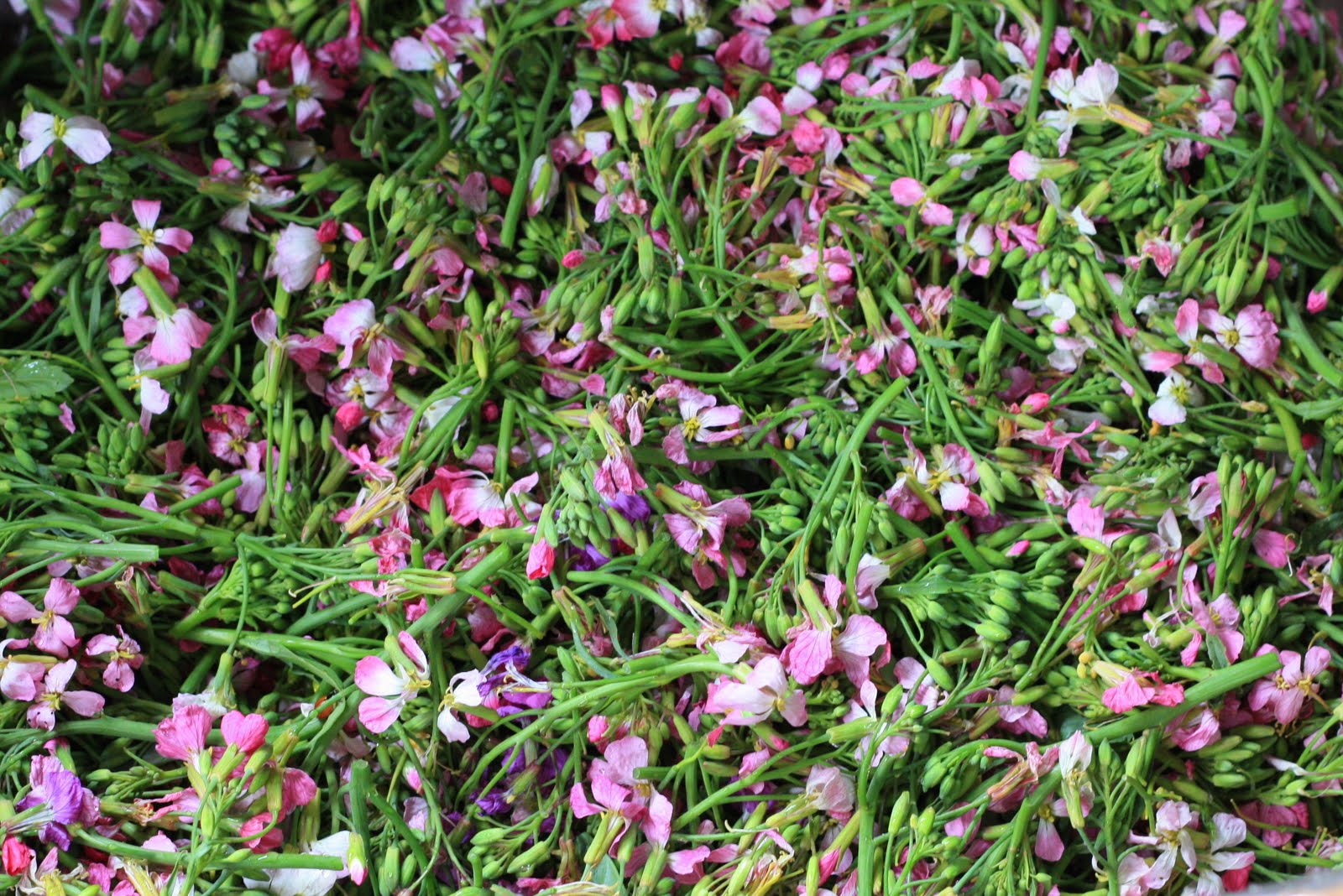 Fresh Local and Best: Sherry's Radish Tops Pesto Recipe