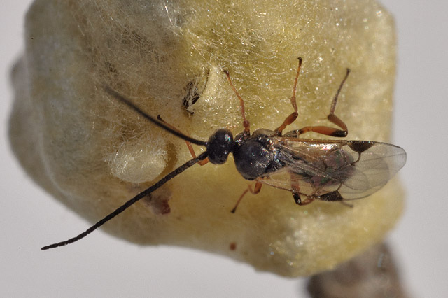 Observando la naturaleza: Eclosión de Cotesia glomeratus