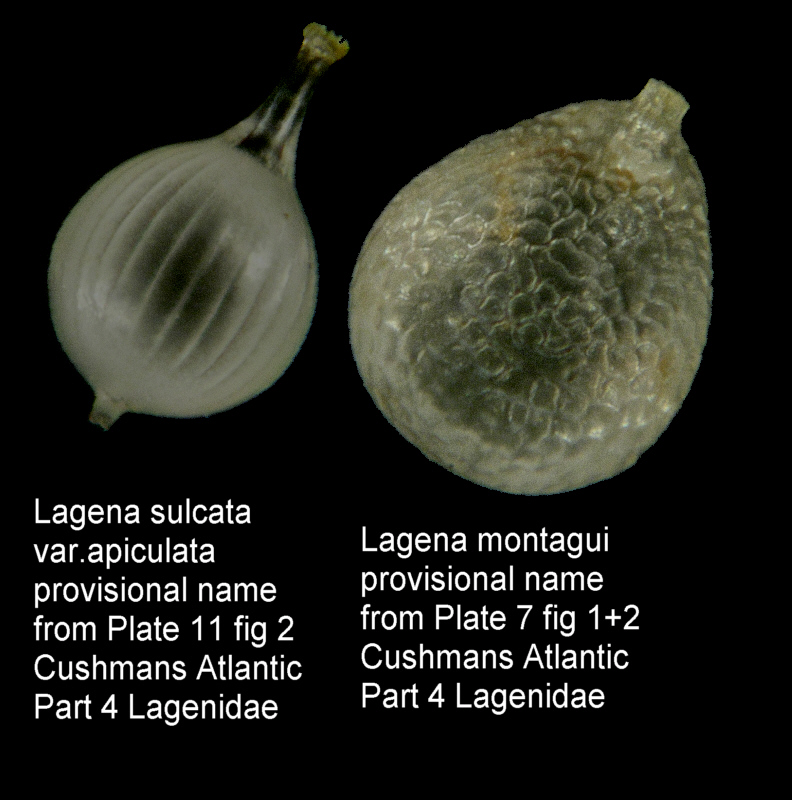 Recent British Foraminifera of The Channel: Two Species of Lagena