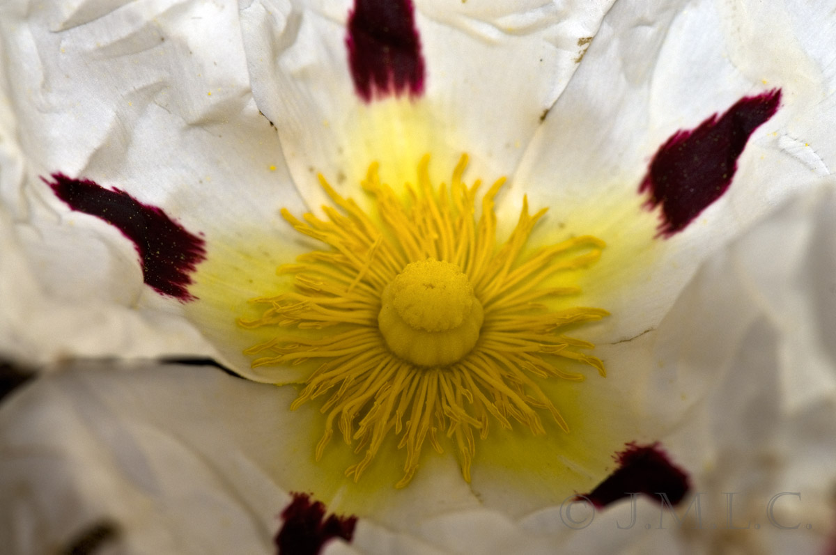 El vuelo del onocrótalo: Flor de jara, de cerca