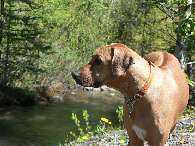 Rory's Ramblings: This Is My Dog