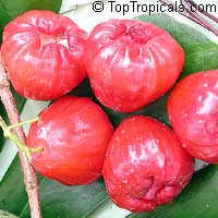 WONDERS OF FRUITS: MACOPA