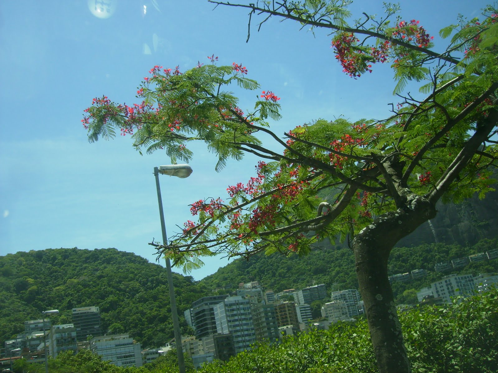 Rio de Janeiro que eu amo: Primavera no Rio - Out/nov/09