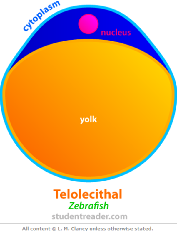 Developmental Biology: Dictionary 3