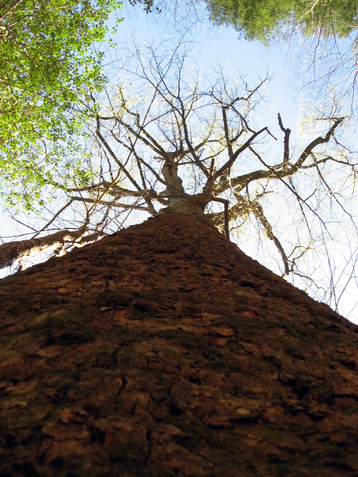 Greg Rides Trails: The Gennett Poplar