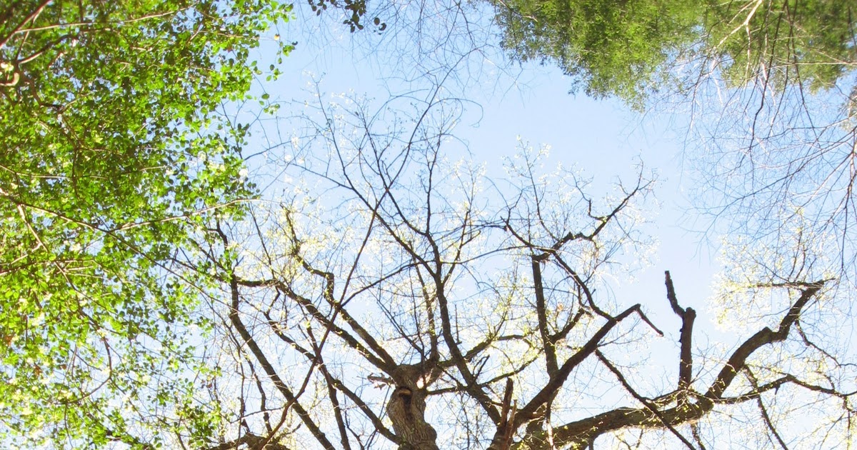 Greg Rides Trails: The Gennett Poplar