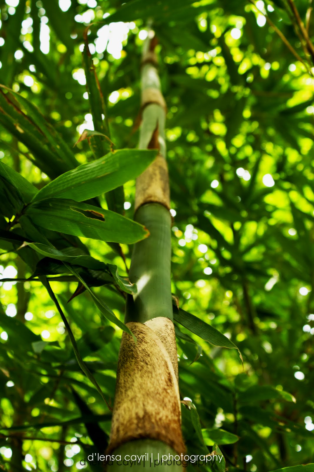 Cayril-z: Resmi Buluh dan Rebung