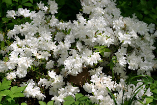 Powell Gardens' Blog: Azaleas, America's Favorite Shrub