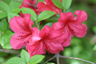 Powell Gardens' Blog: Azaleas, America's Favorite Shrub