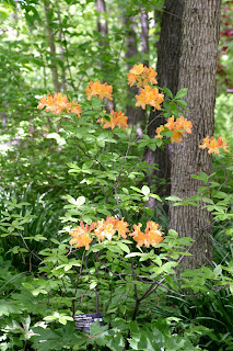 Powell Gardens' Blog: Azaleas, America's Favorite Shrub