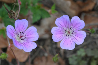 Powell Gardens' Blog: Early October in the Perennial Garden