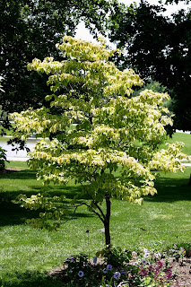 Powell Gardens' Blog: Good as Gold in the Landscape