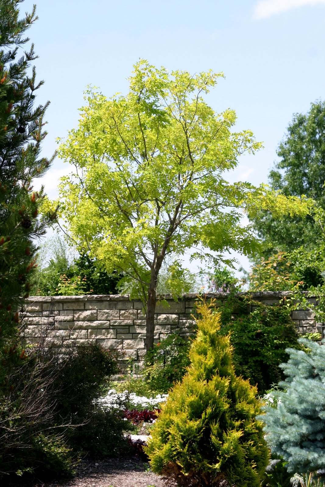 Powell Gardens' Blog: Good as Gold in the Landscape