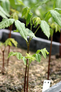 Powell Gardens' Blog: The Birth of Trees