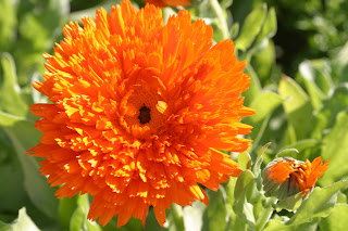 Powell Gardens' Blog: Here Comes the Sun: November Blossoms in 2009