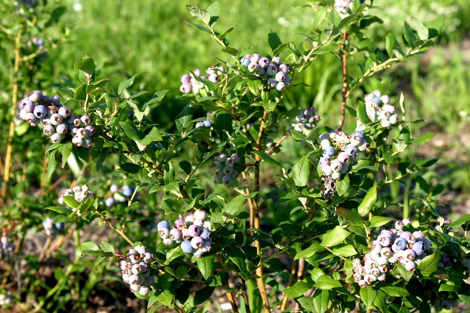 Powell Gardens' Blog: Berrilicious Days in the Heartland Harvest Garden