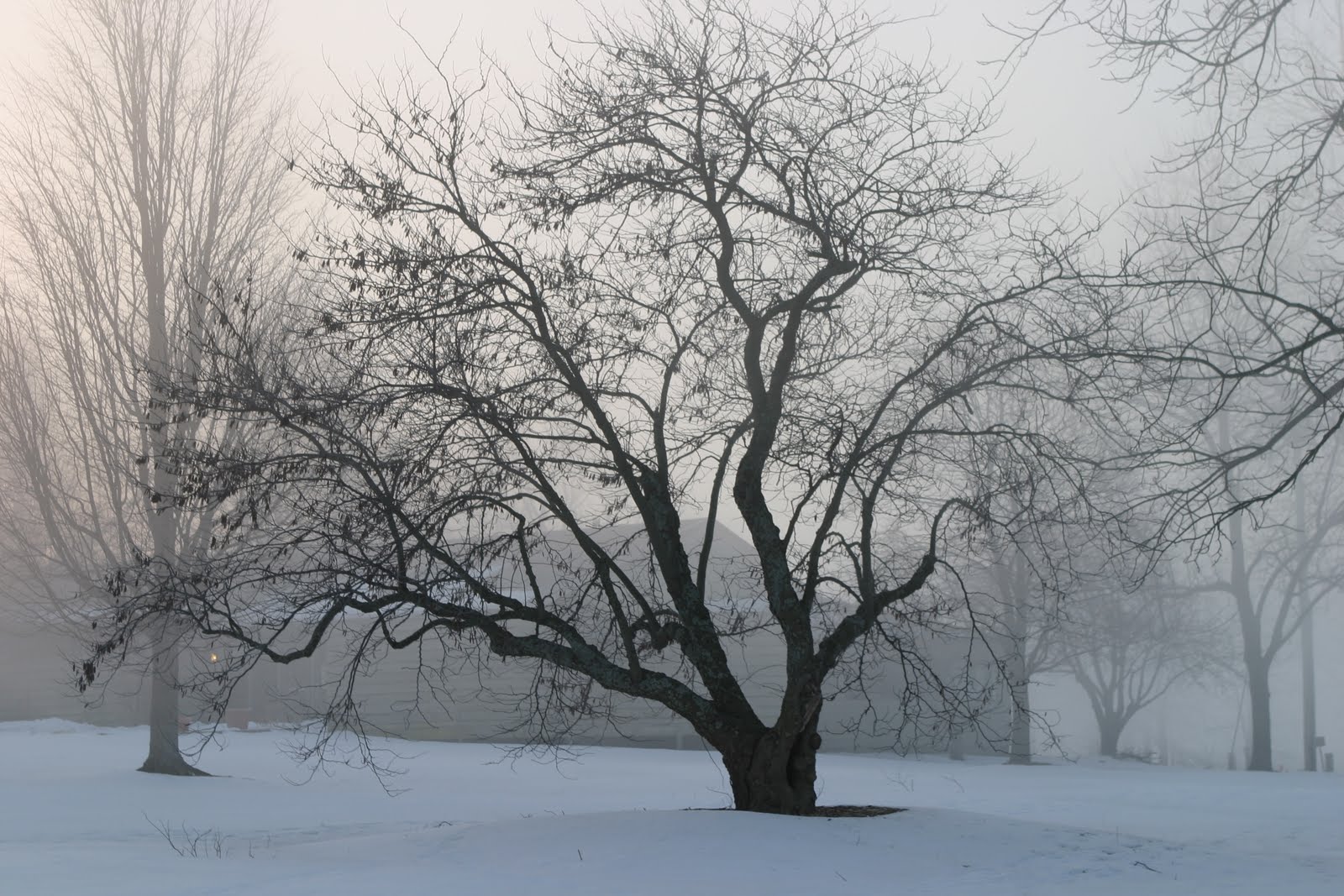Powell Gardens' Blog: Sunrise in a January Ice Fog