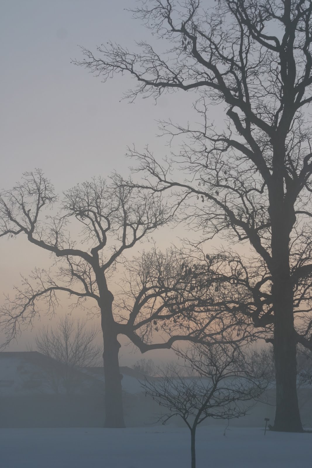 Powell Gardens' Blog: Sunrise in a January Ice Fog
