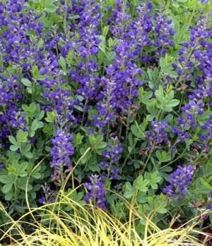 In Sharma's Garden: Baptista, plant it and be content!