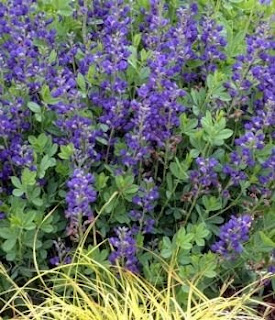 In Sharma's Garden: Baptista, plant it and be content!