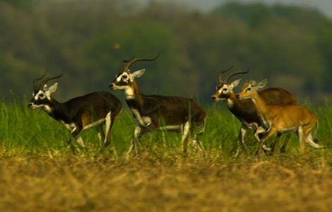 Break comcs: White-Eared Kob Wallpapers