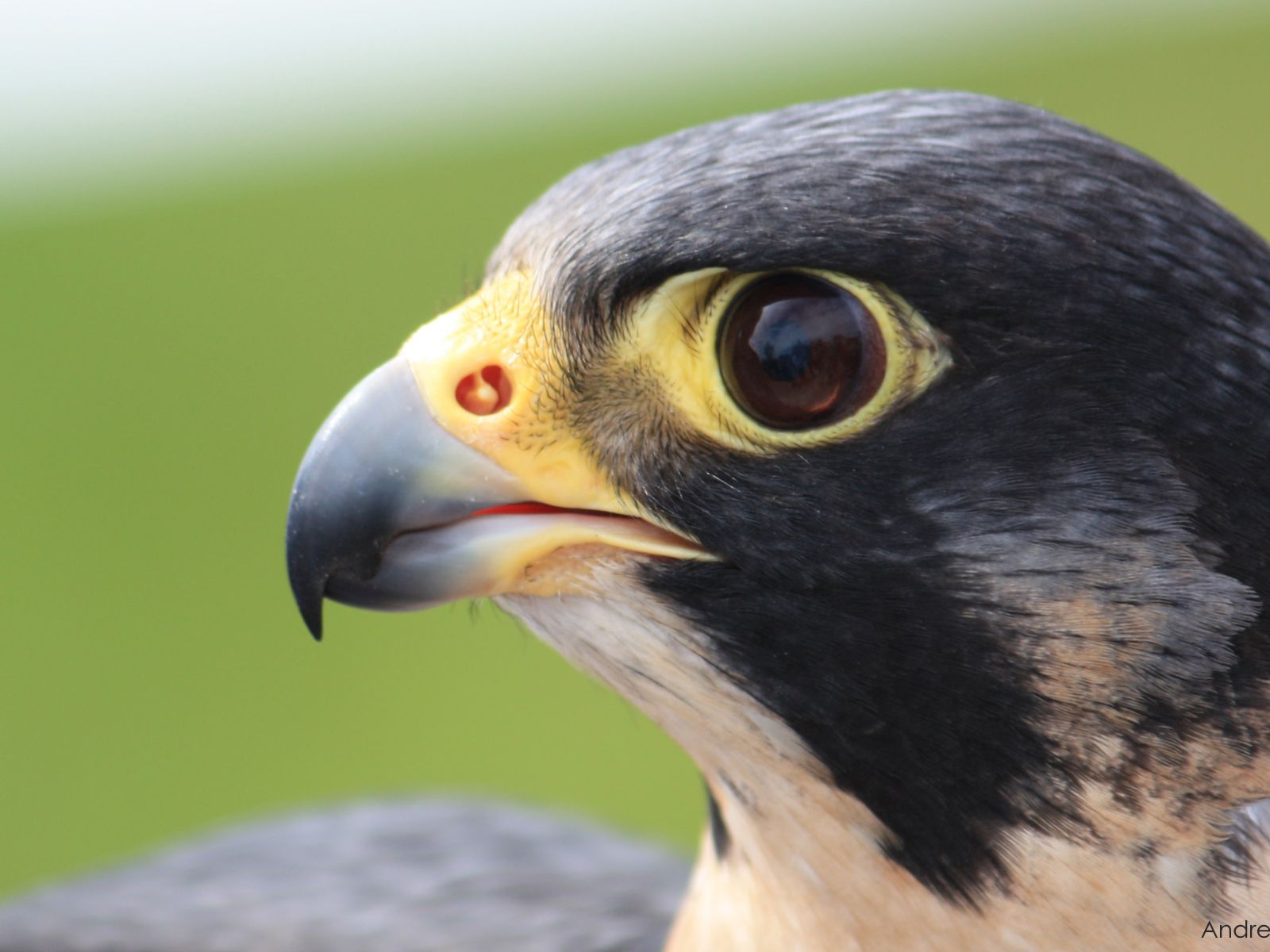 Break comcs: Peregrine Falcon Wallpapers