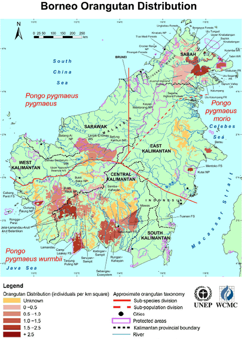 Man Of The Jungle: Borneo Orangutan Distribution