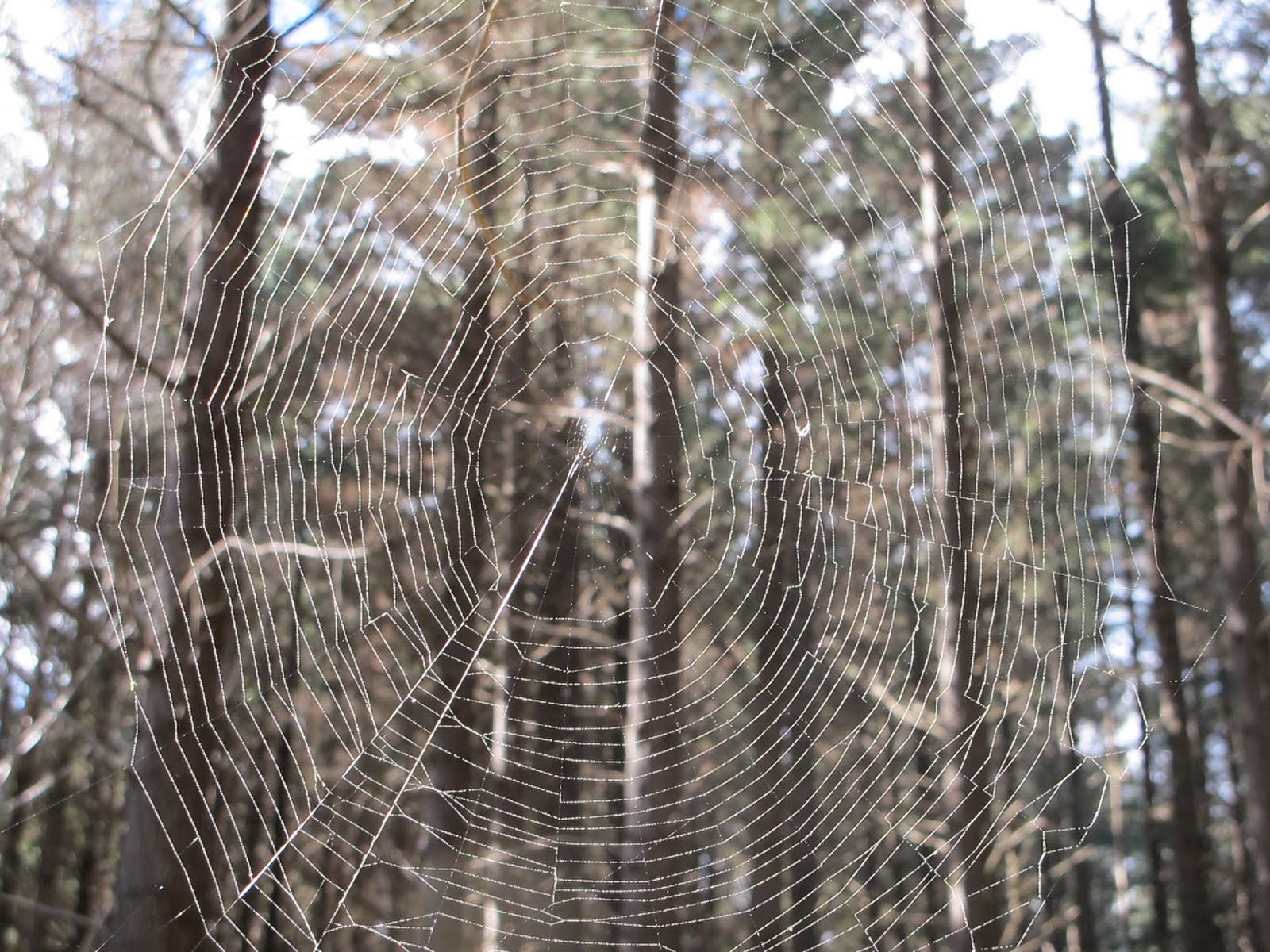 Pebbles Hooper: Two Hands Tattoo campaign: Round 2