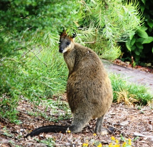 ADVENTURE BEFORE DEMENTIA: The Return of Fat Butt