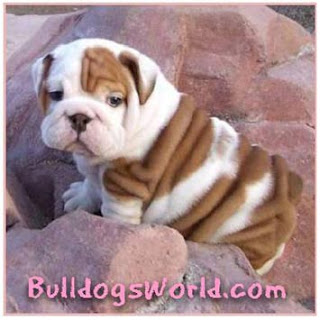 The top pet grooming tips: Basic Bulldog grooming tips