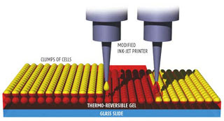 Printing Depot: Inkjet Printer Creates Body Organs