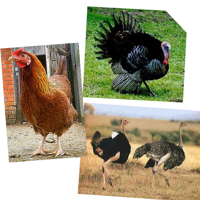 JUGUEMOS CON LOS ANIMALES: Bípedos..!!!