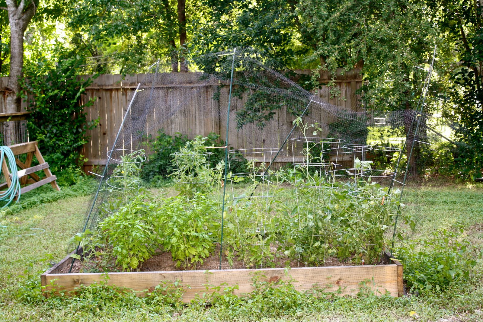 Green Eggs and A Plan: We Made: A Squirrel Proof Garden...we hope.