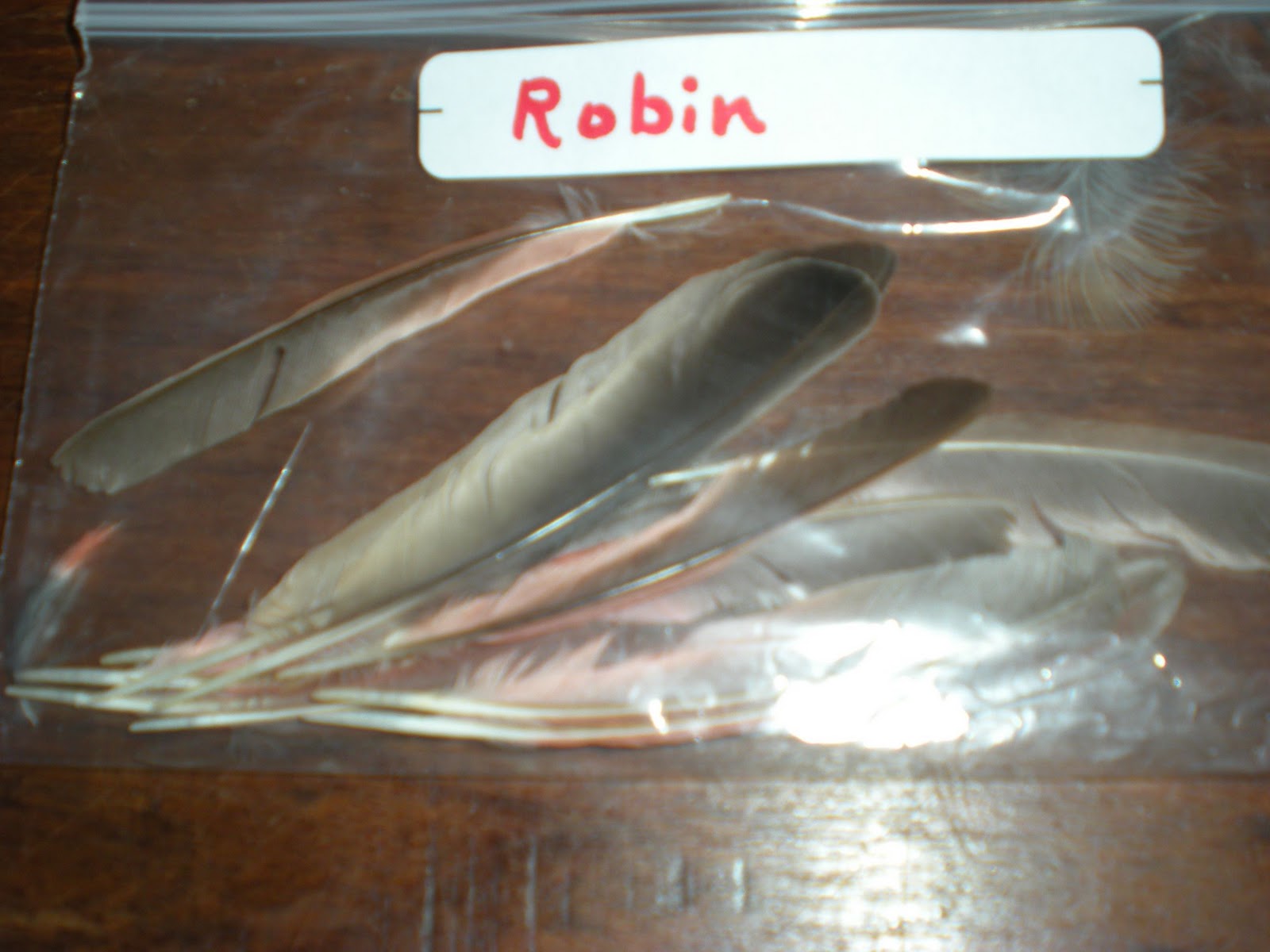 Sippy Cup Central: Bird Feather Study