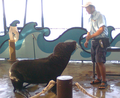 Arghentrock's A Taste of the Philippines: Ocean Adventure Animals ...
