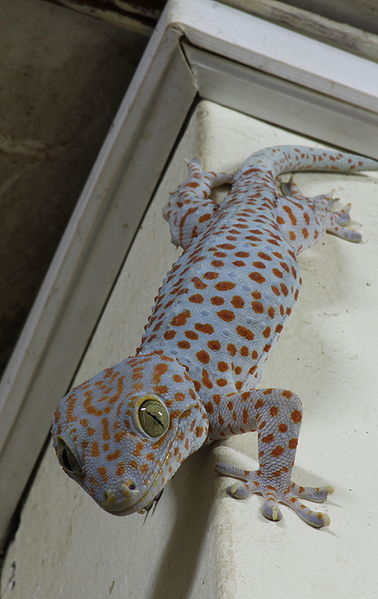 Arghentrock's A Taste of the Philippines: House Gecko Lizard Eats Rice ...