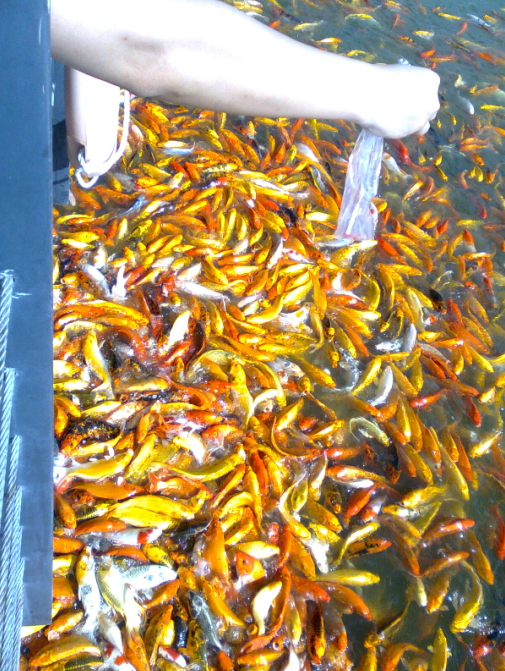 Arghentrock's A Taste of the Philippines: Nuvali Philippines Koi Carp ...