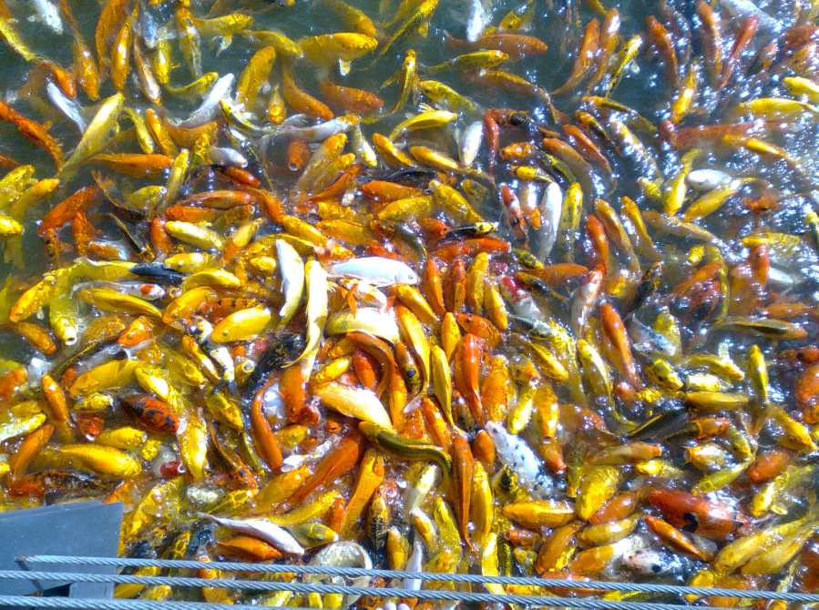 Arghentrock's A Taste of the Philippines: Nuvali Philippines Koi Carp ...