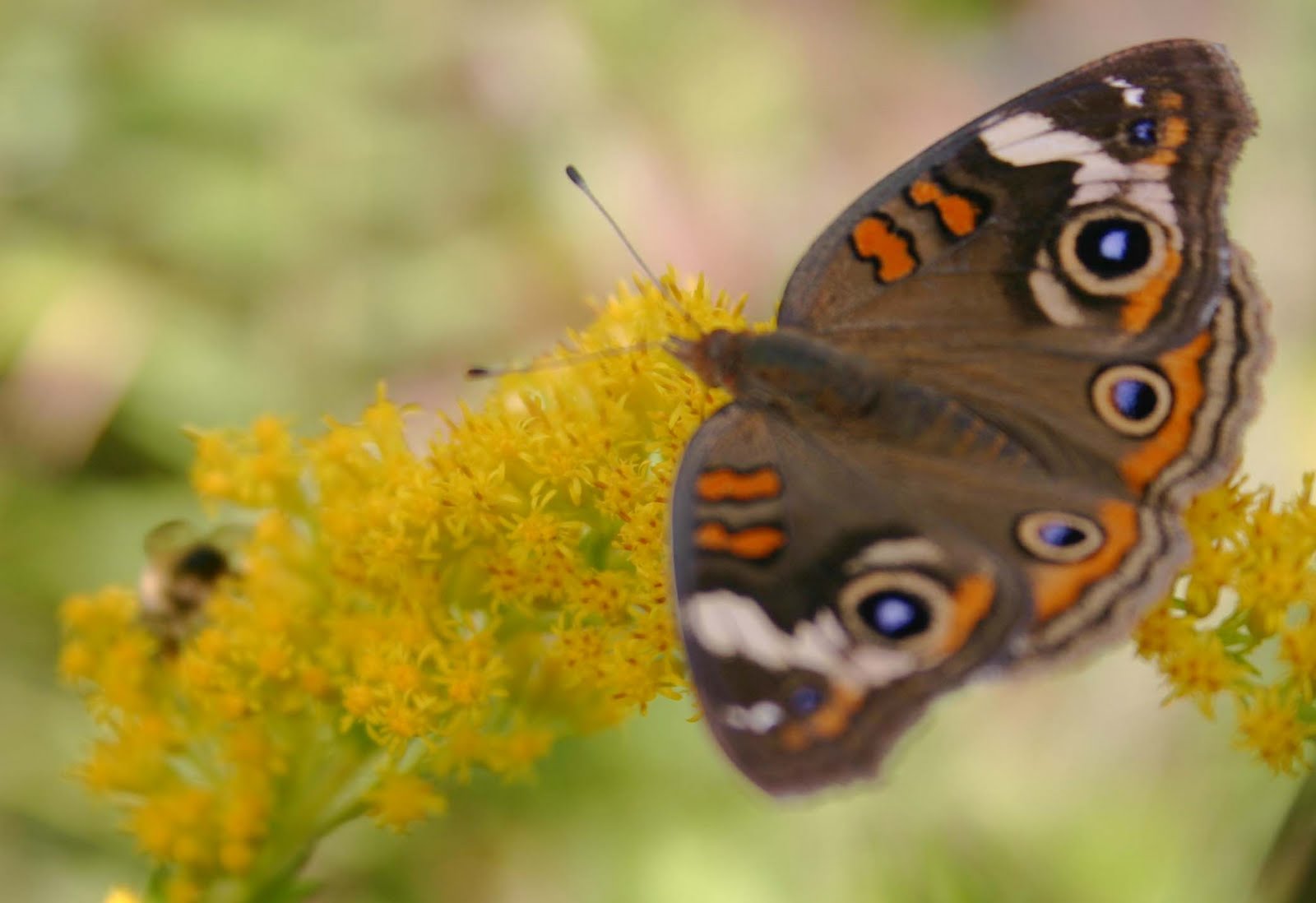 Panther Island Adventures: Critter of the Week Aug. 9: Common Buckeye