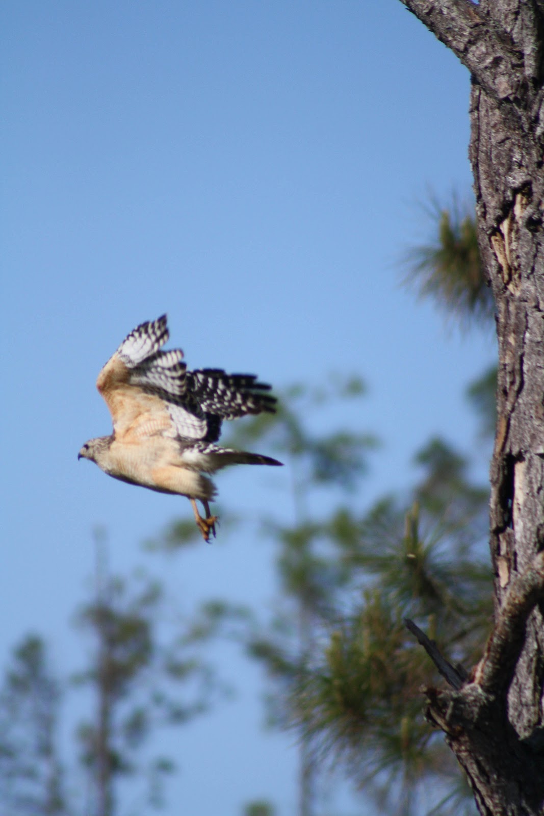Panther Island Adventures: Critter of the Week: Red-shouldered Hawk