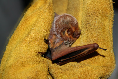 Panther Island Adventures: Critter of the Week: Seminole bat (Lasiurus ...